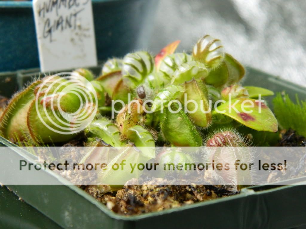 A few of my Ceph. Hummers Giant - FlyTrapCare Forums